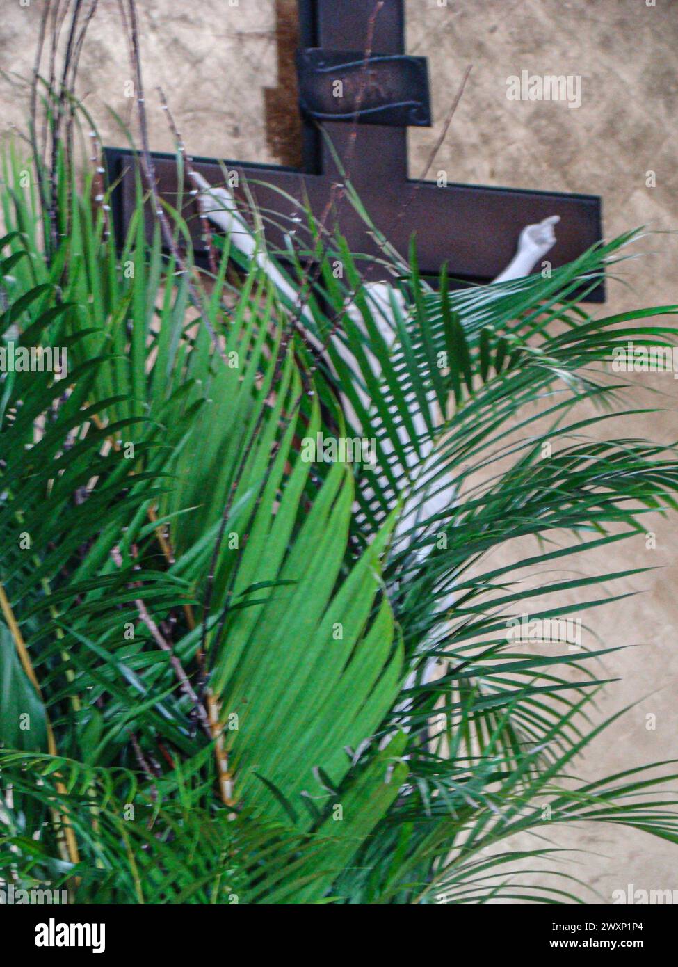 Several green branches cover the image of Jesus on the Cross, on Palm ...