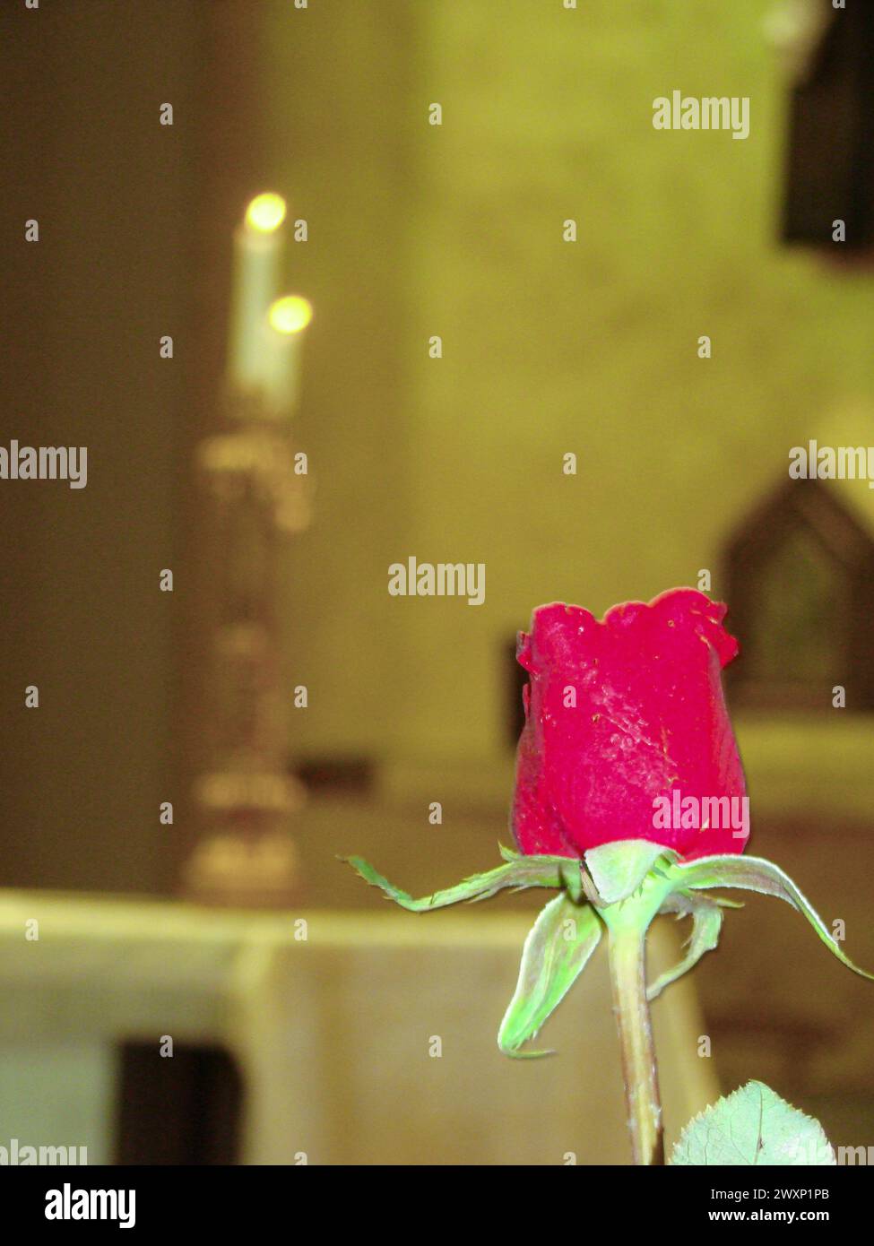 On Hallelujah Saturday, red roses are raised by the faithful before the ...