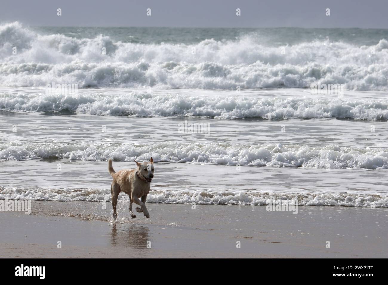 Dog running on beach at Mawgan Porth, with windy ocean and layers of ...