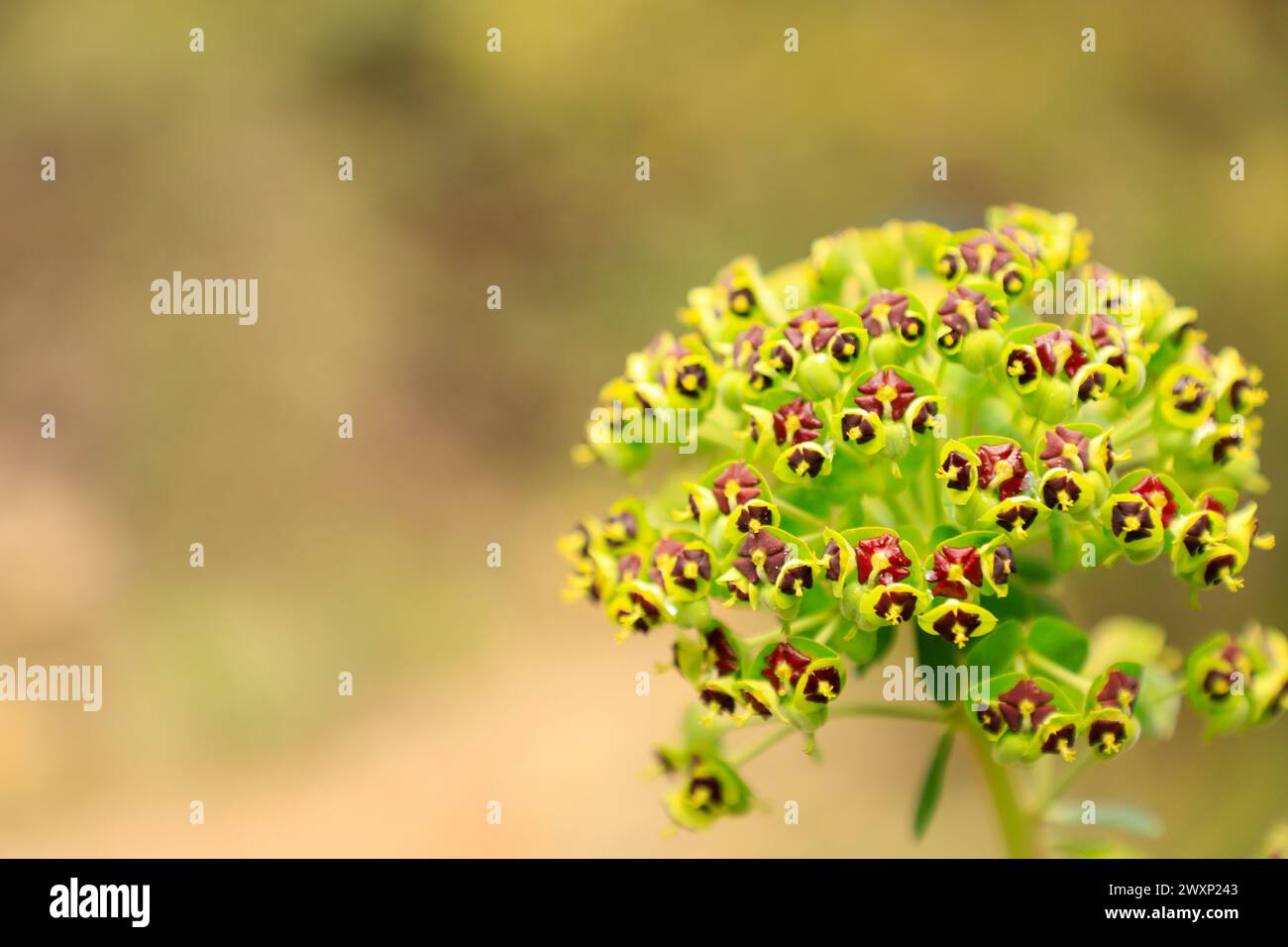 Different types of mediterranean plants flowering in mediterranean ...