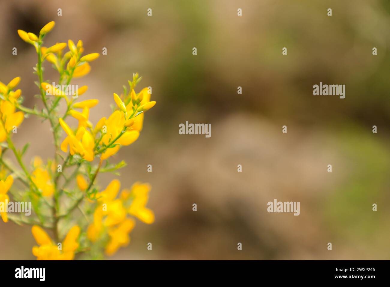 Different types of mediterranean plants flowering in mediterranean ...