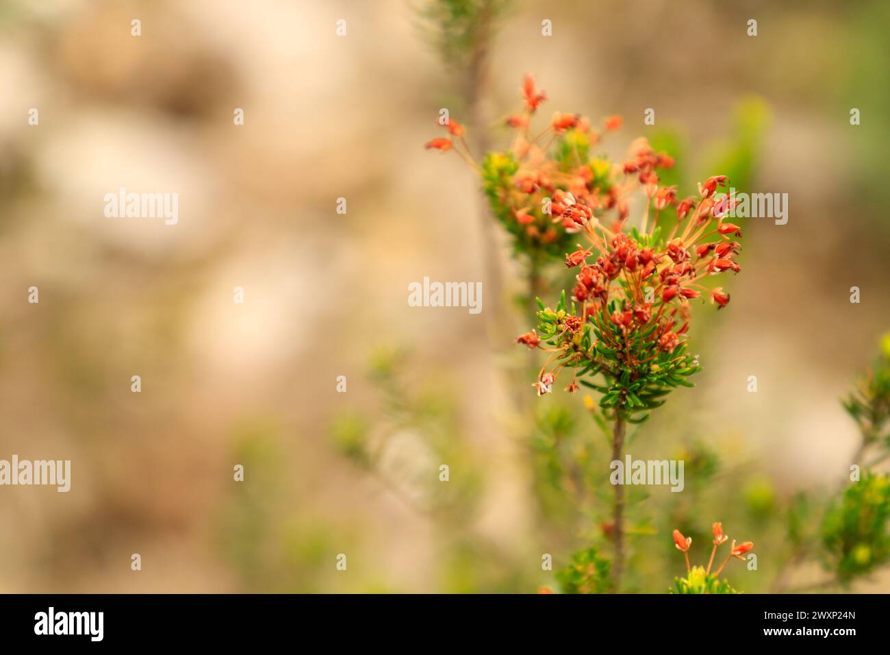 Different types of mediterranean plants flowering in mediterranean ...