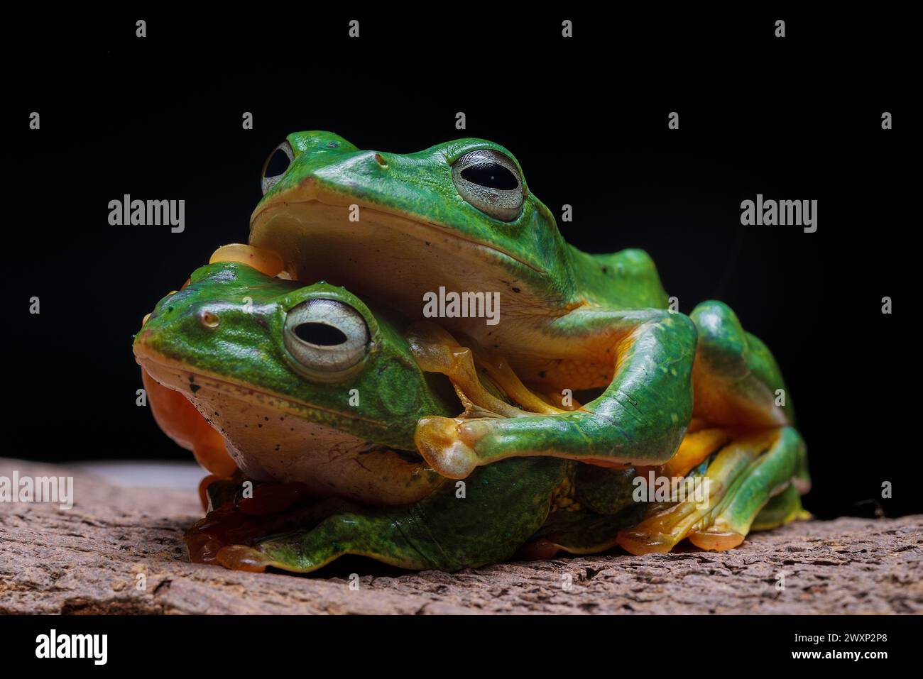 Whimsical frogs hi-res stock photography and images - Alamy