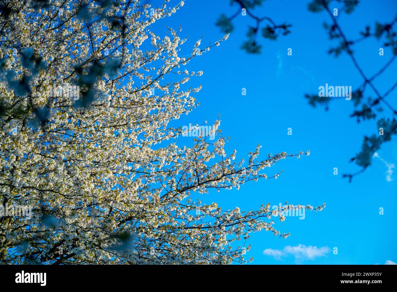 Spring cherry blossom blooms against a blue sky on April bank holiday ...
