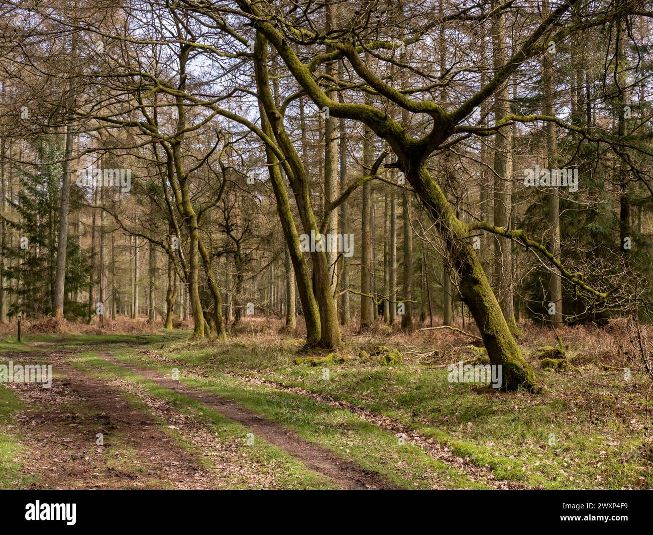 Trees/woodland at Mortimer Forest, Ludlow, Shropshire, England Stock ...