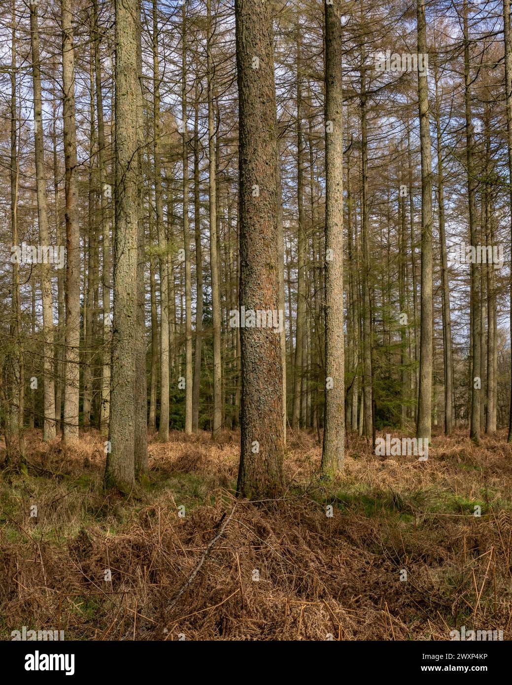 Trees/woodland at Mortimer Forest, Ludlow, Shropshire, England Stock ...