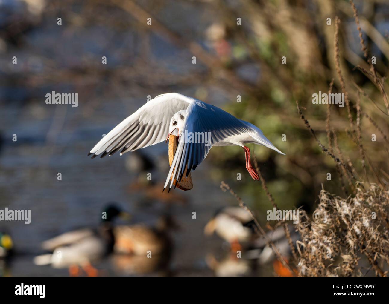 Gull with bread. Black-headed Gull. Springfield Park, Kidderminster ...