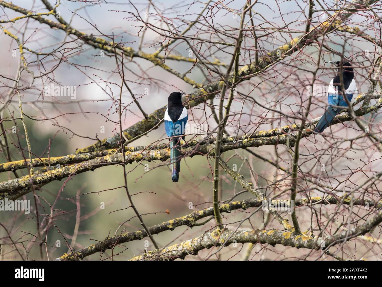 Pica pica in a tree hi-res stock photography and images - Alamy