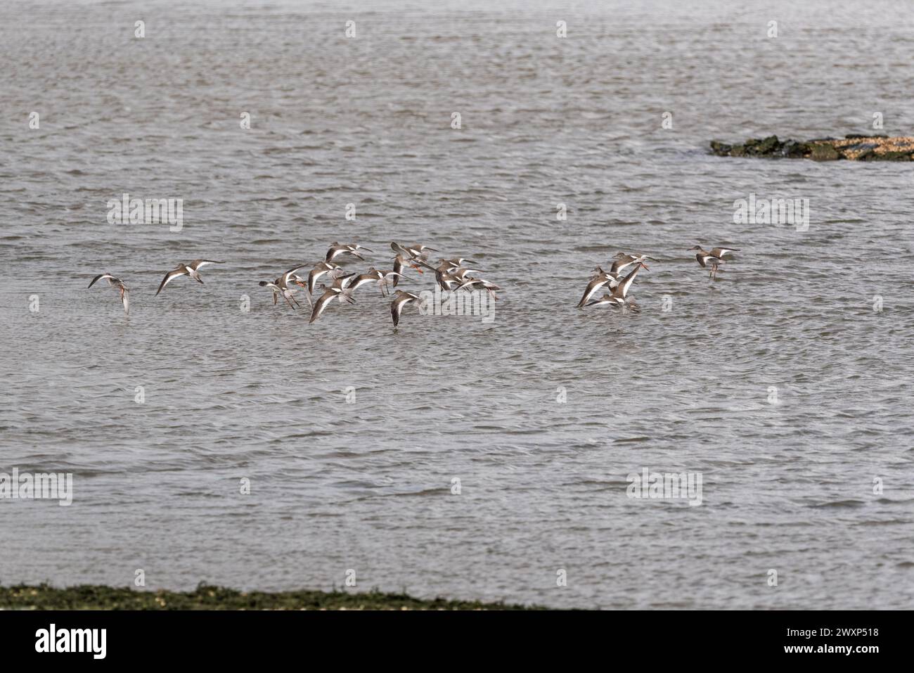 Two flying redshanks hi-res stock photography and images - Alamy