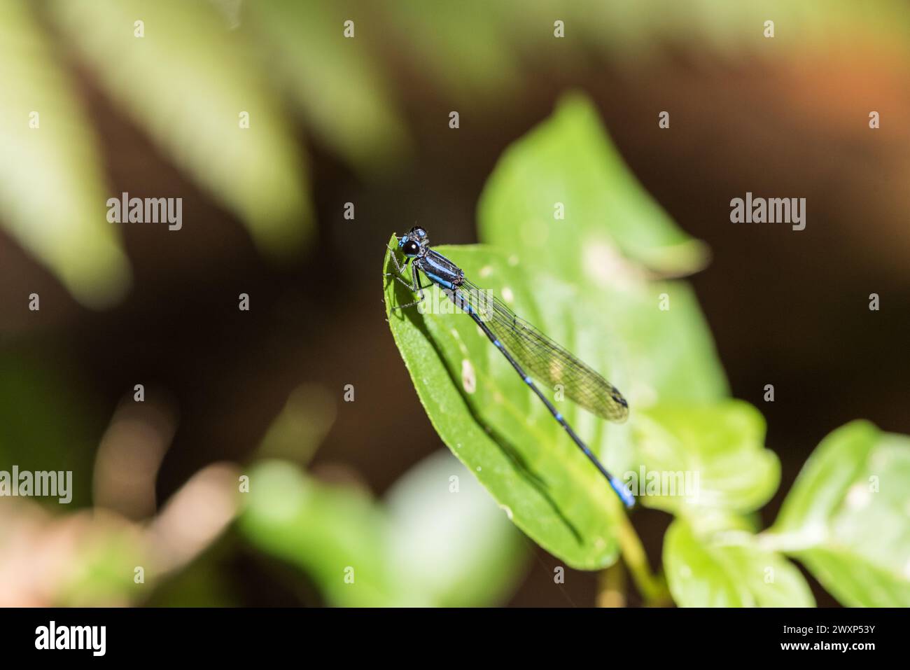 Odonata colombia hi-res stock photography and images - Alamy