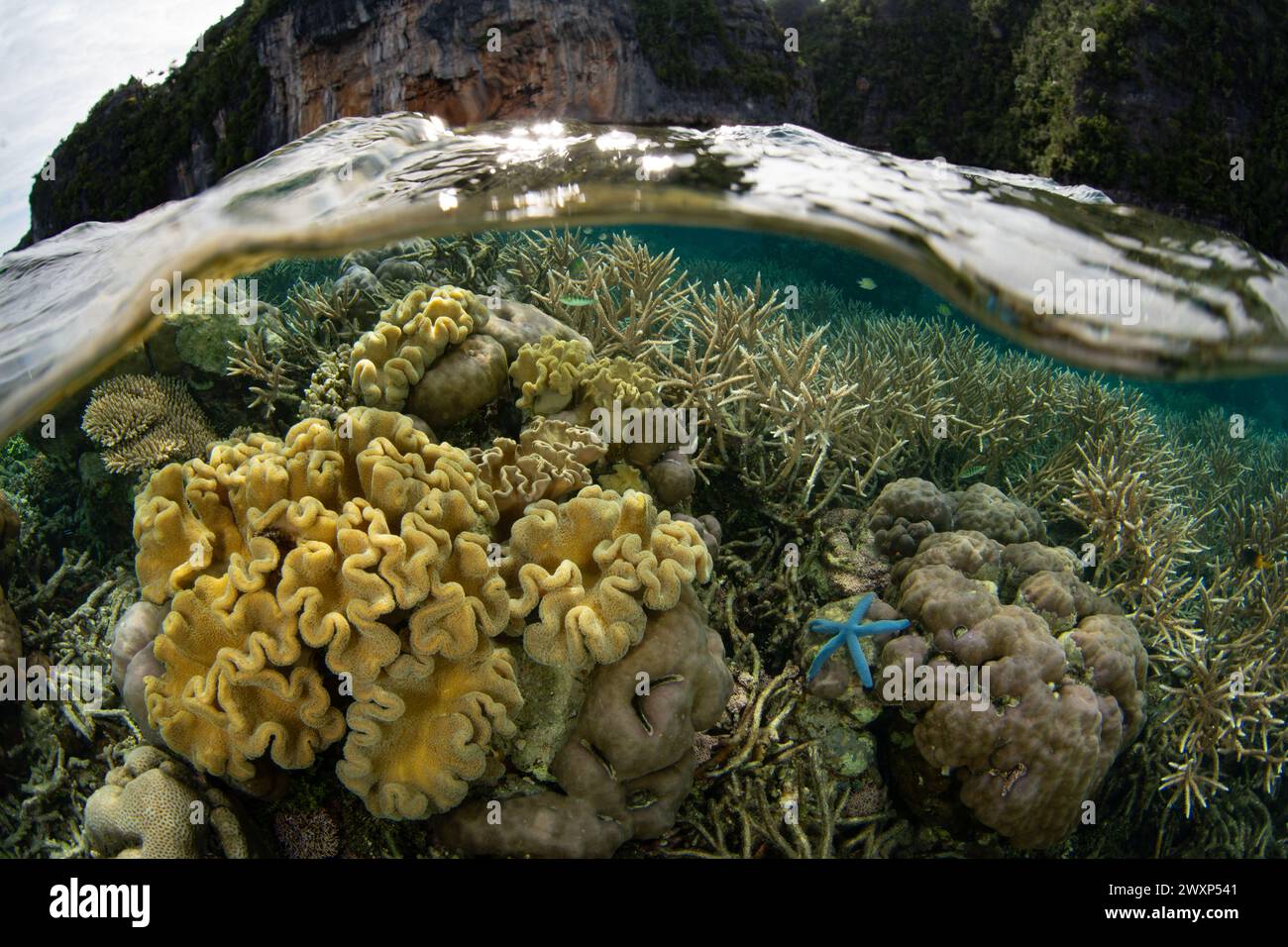A variety of corals thrive on a shallow, biodiverse reef in Raja Ampat ...
