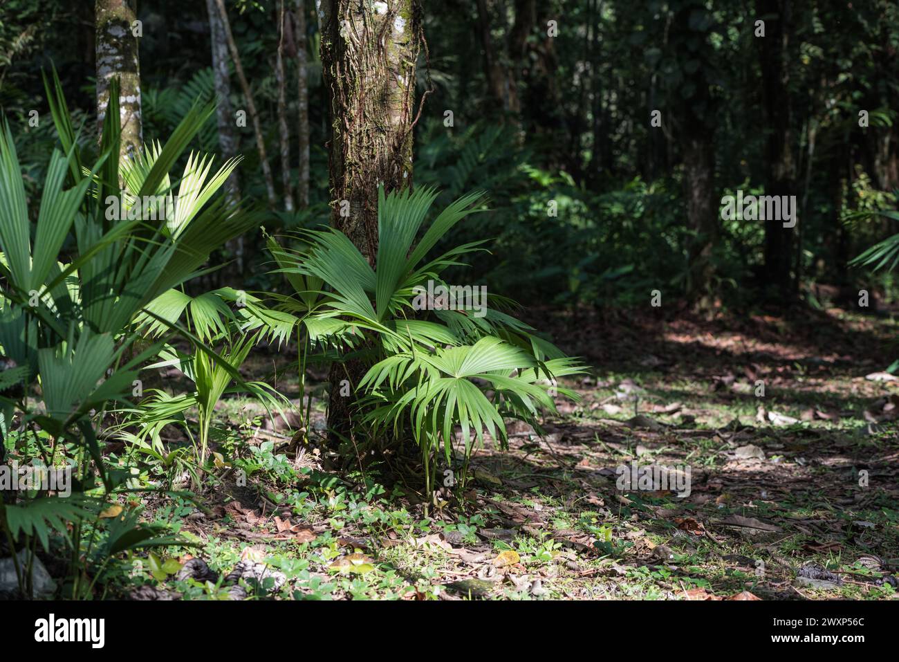 Dwarf Palm in a clearing at Rio Claro, Colombia Stock Photo - Alamy