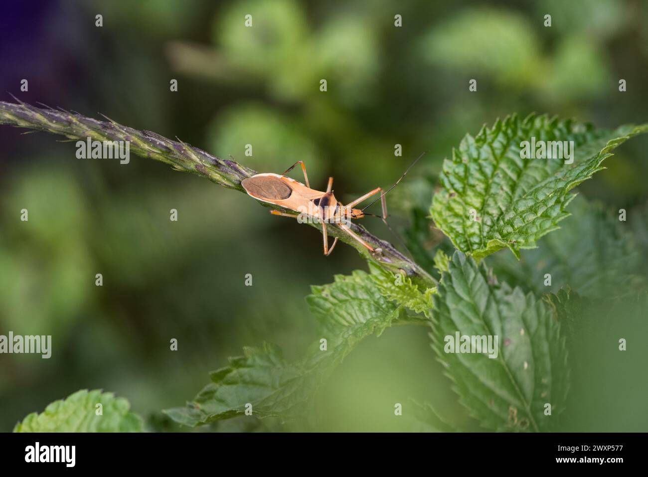 Zelus ruficeps hi-res stock photography and images - Alamy