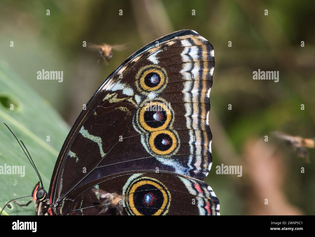 Close up of the wing of a Common Blue Morpho (Morpho helenor) at ...