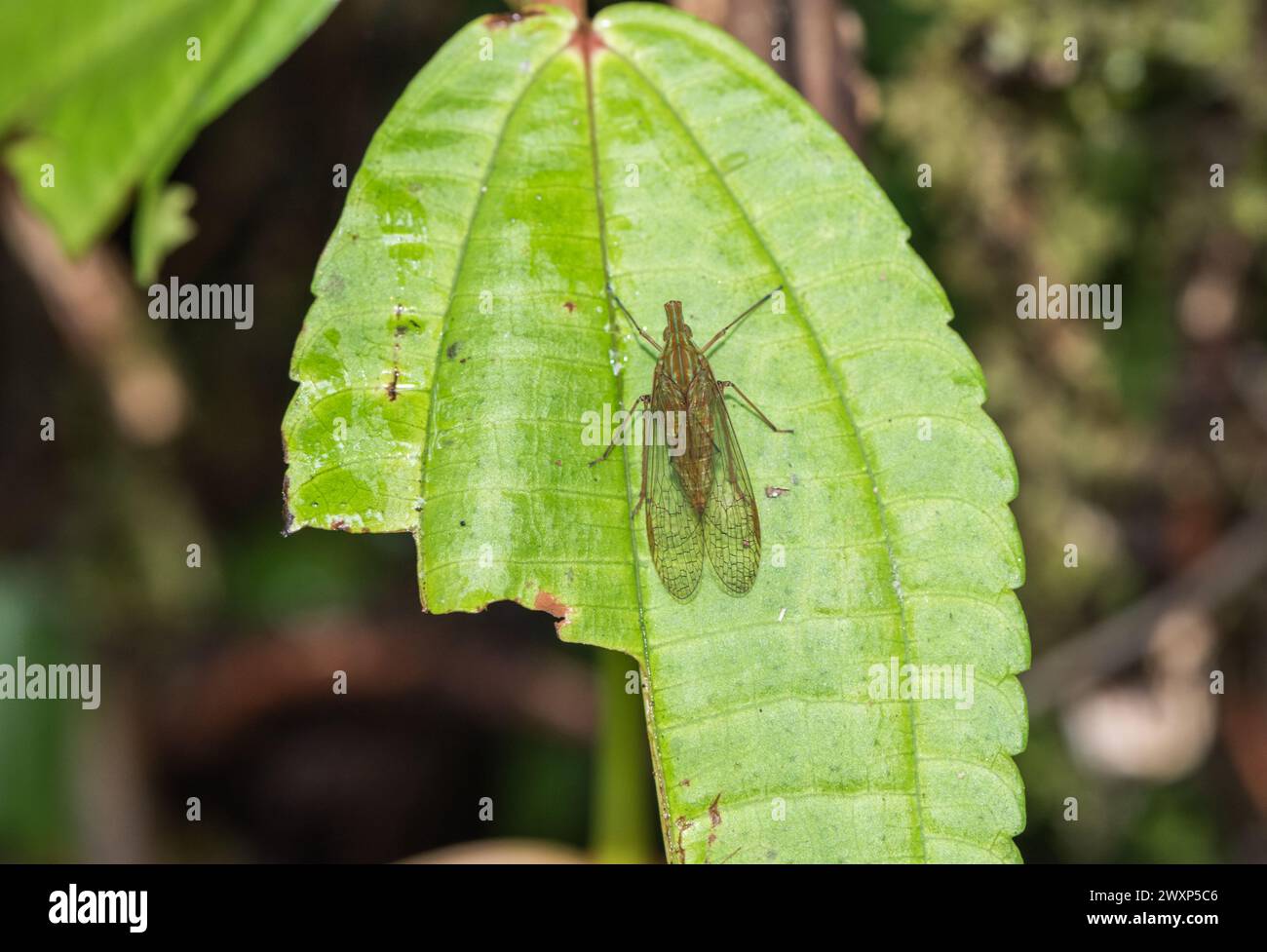 Planthopper, a bug (Raivuna sp.) at Montezuma Lodge, Colombia Stock ...