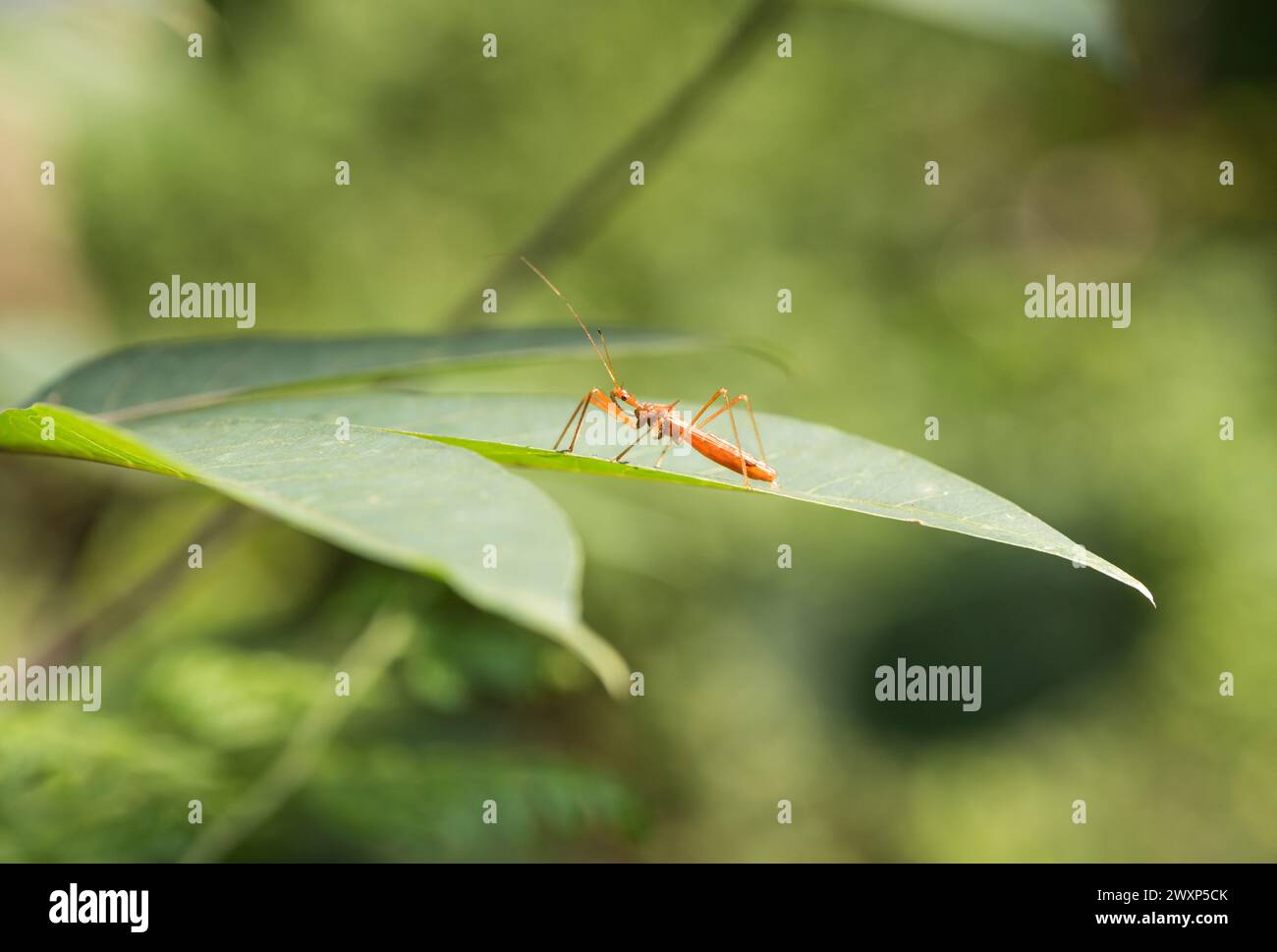 A resting Assassin bug (Ricolla sp) in Rio Claro, Colombia Stock Photo ...