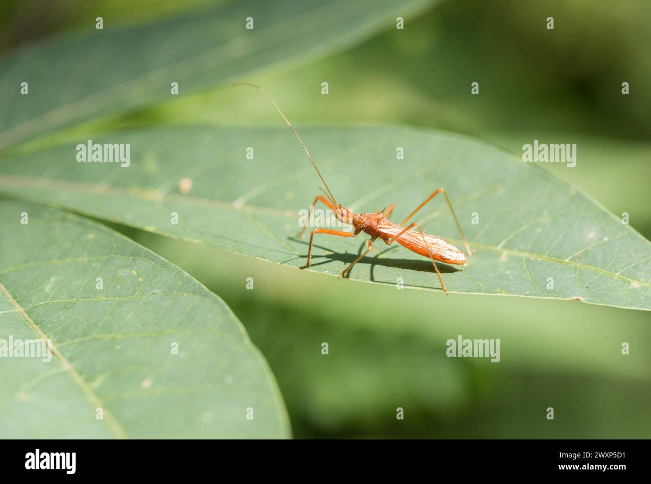 A resting Assassin bug (Ricolla sp) in Rio Claro, Colombia Stock Photo ...
