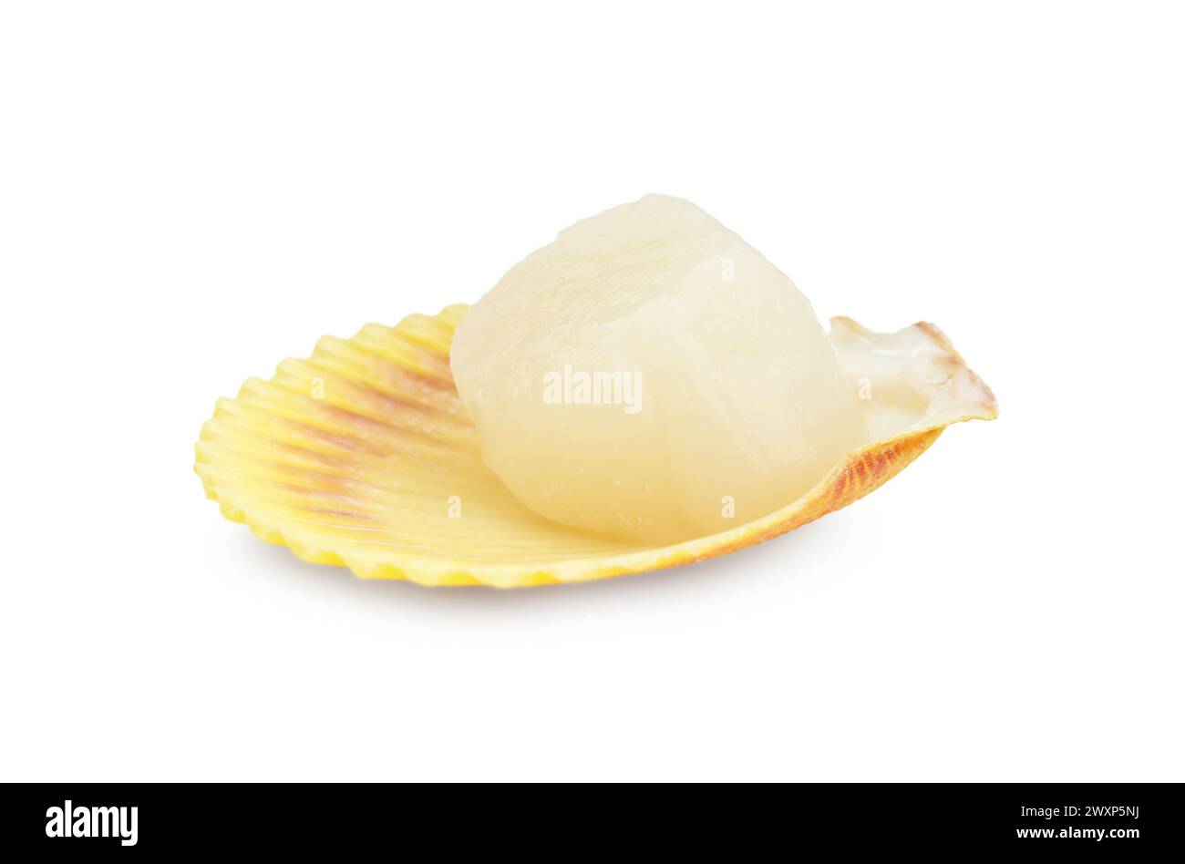 Fresh raw scallop in shell isolated on white Stock Photo - Alamy