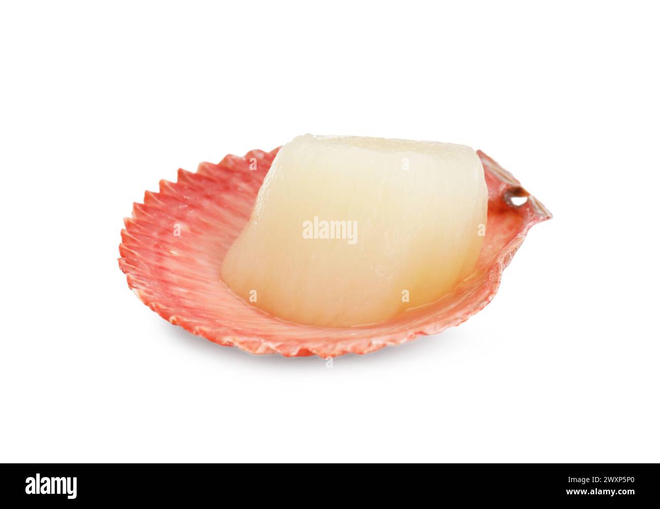 Fresh raw scallop in shell isolated on white Stock Photo - Alamy