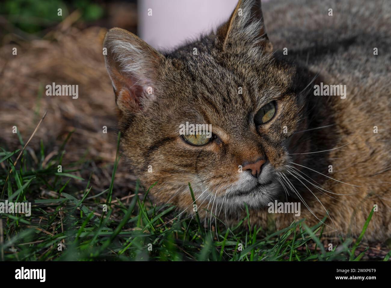 Beautiful old tabby white hi-res stock photography and images - Alamy