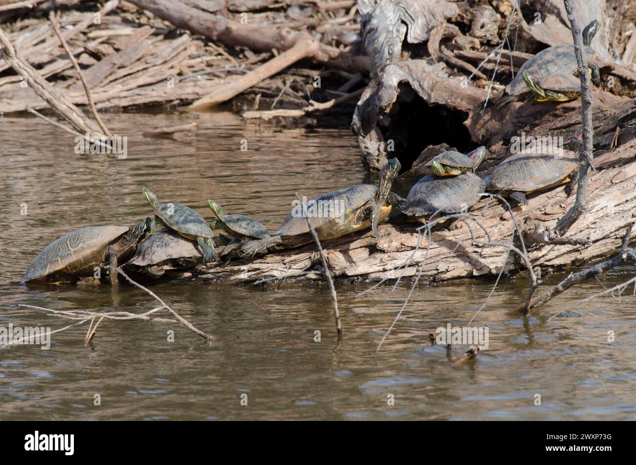 Red-eared sliders, Trachemys scripta elegans, and Eastern River Cooters ...