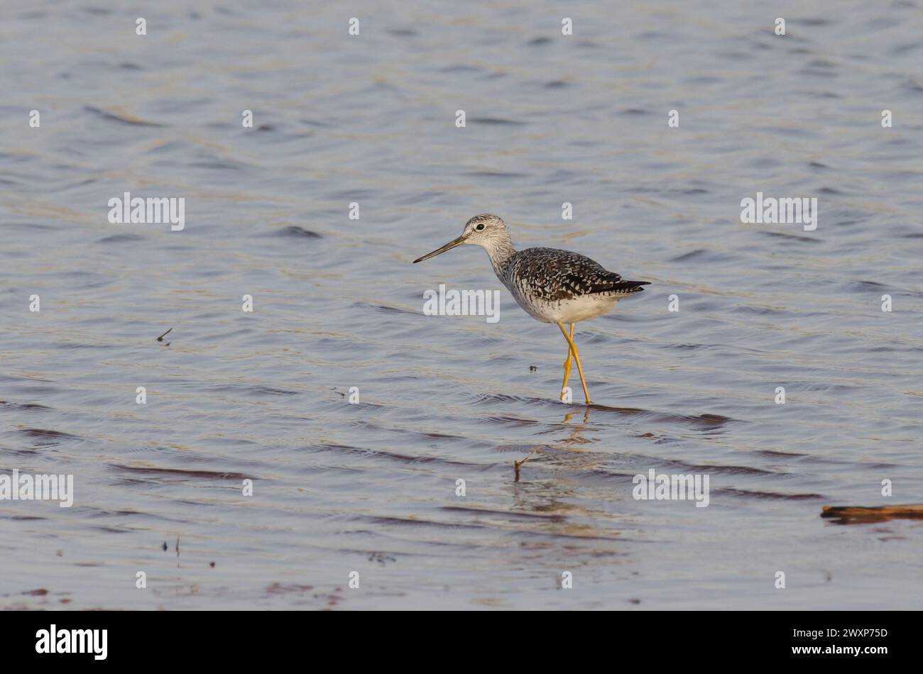 Greater Yellowlegs, Tringa melanoleuca Stock Photo - Alamy