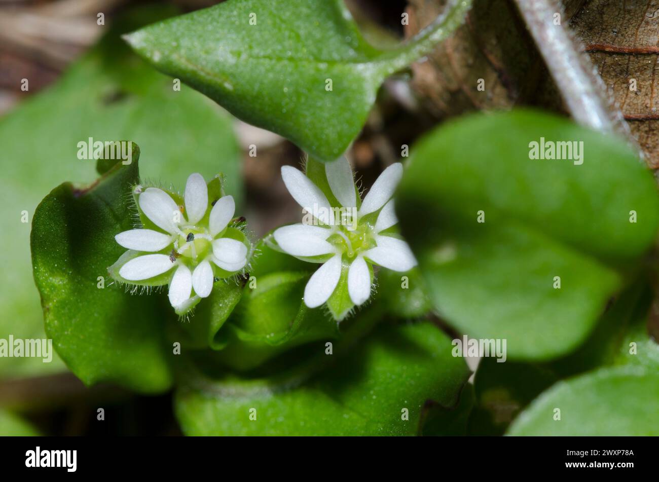 S stellaria hi-res stock photography and images - Alamy