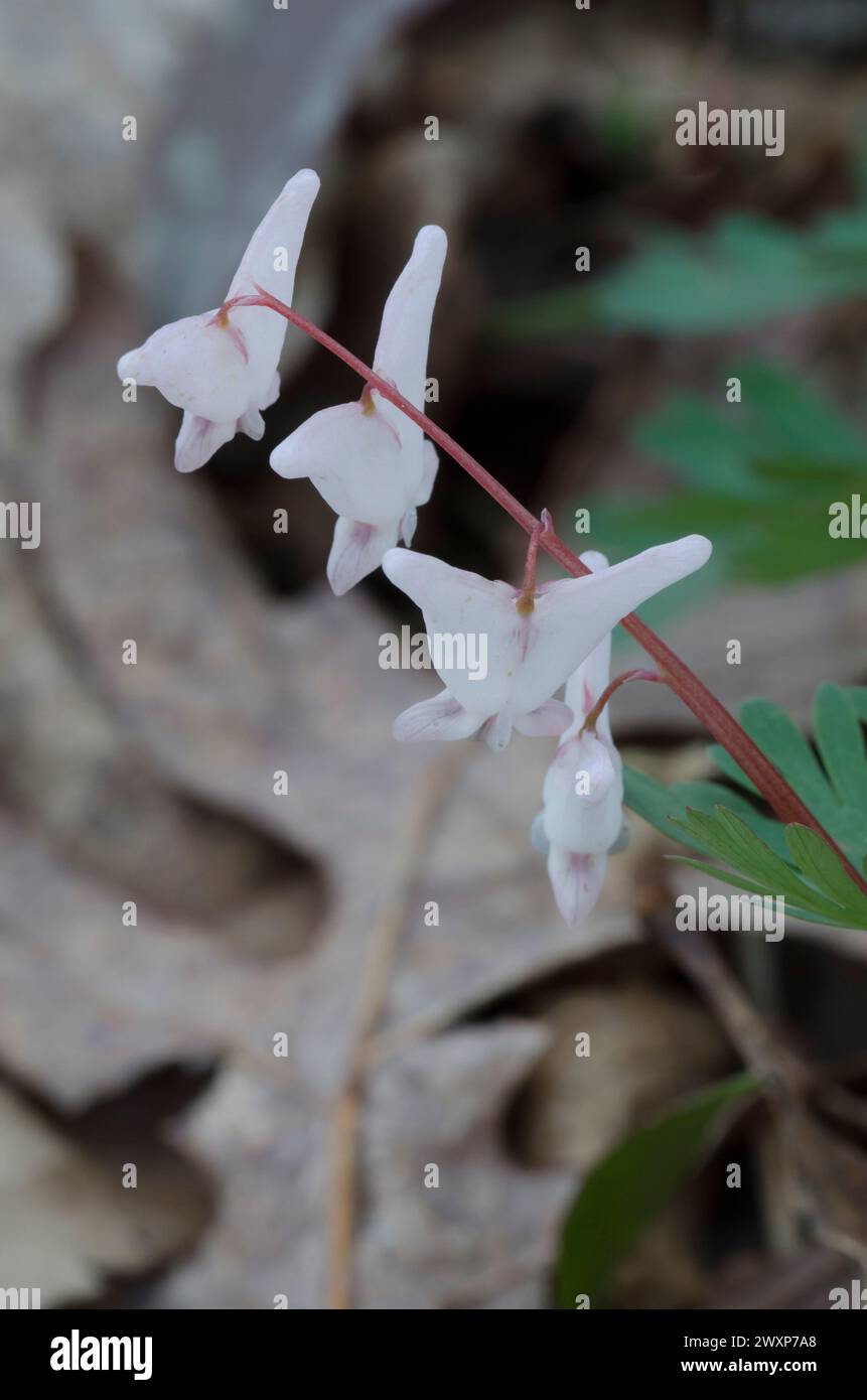 Dutchman's Breeches, Dicentra cucullaria Stock Photo - Alamy