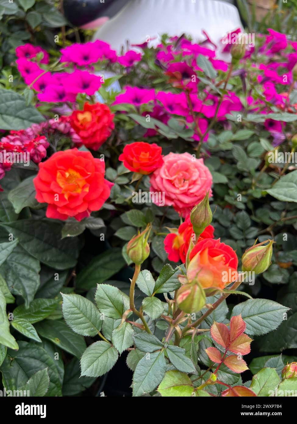 Featuring blooms hi-res stock photography and images - Alamy