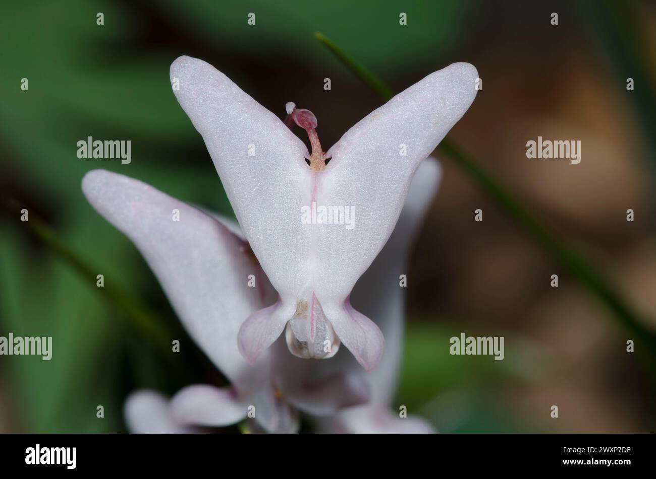 Dutchman's Breeches, Dicentra cucullaria Stock Photo - Alamy