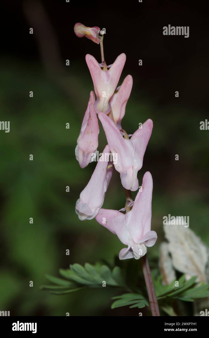 Dutchman's Breeches, Dicentra cucullaria Stock Photo - Alamy