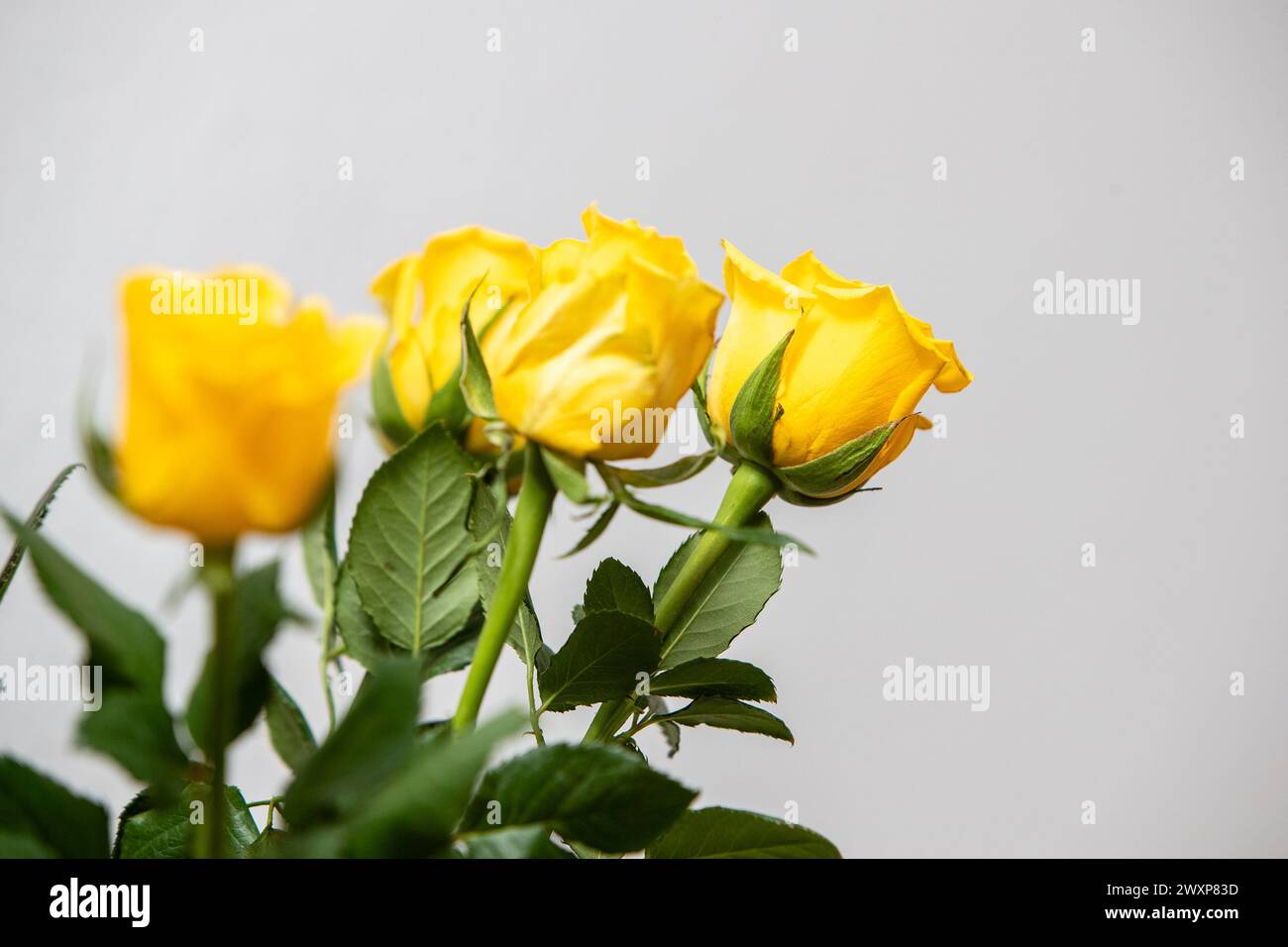 A collection of yellow roses, small bouquet of flowers, consisting of ...