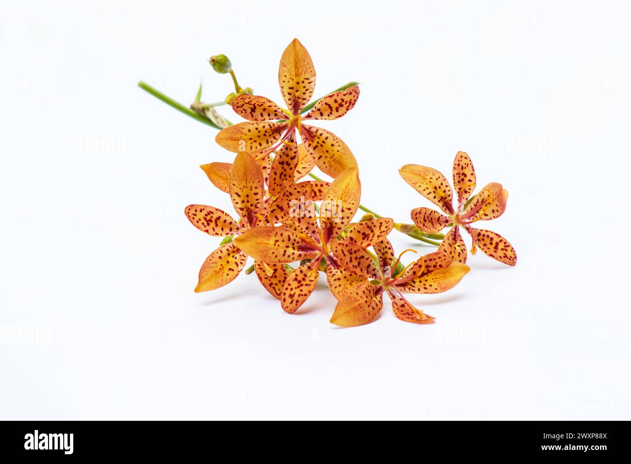 Iris domestica, commonly known as leopard lily, blackberry lily, and ...