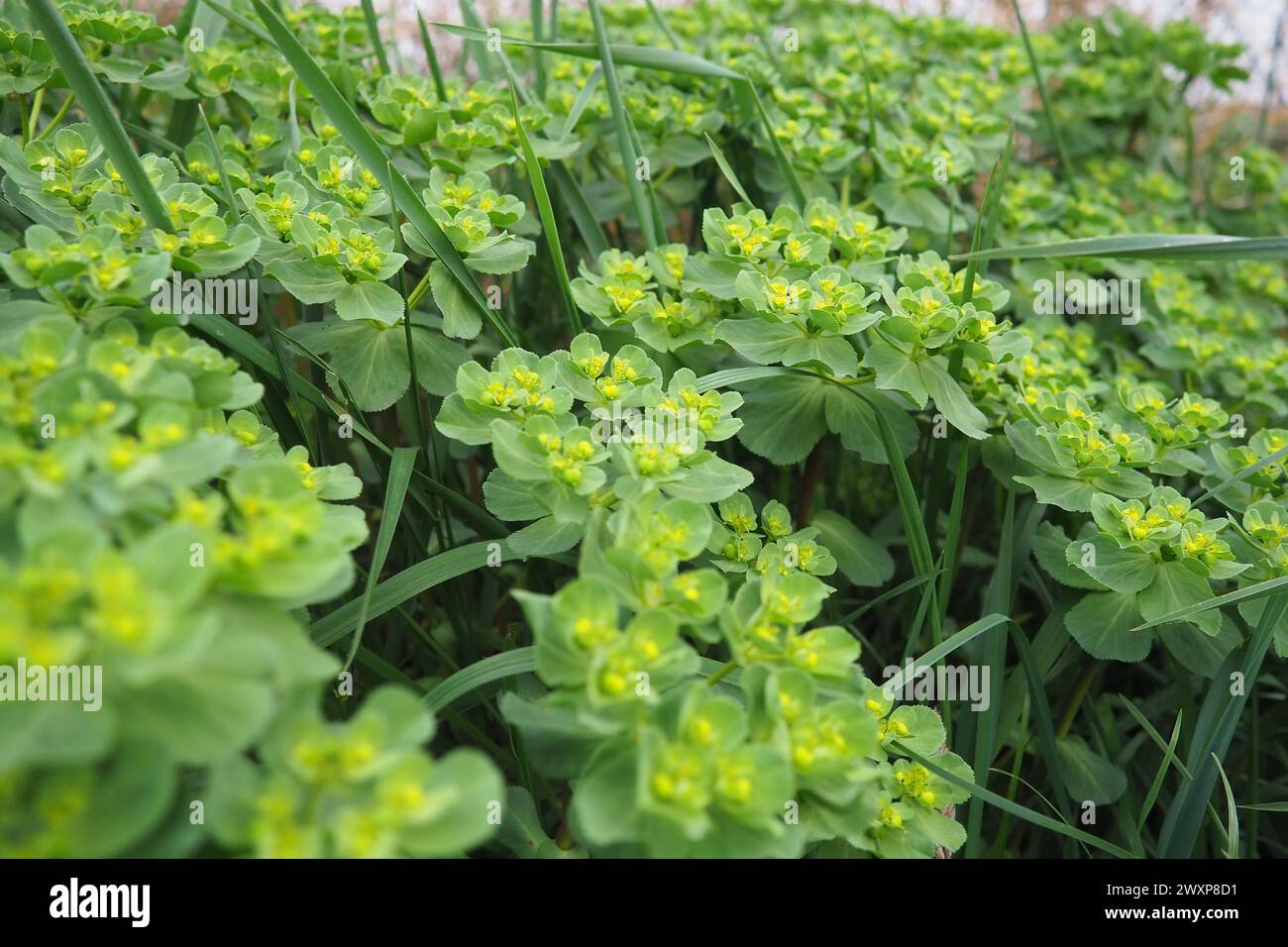 Euphorbia, flowering plant, spurge, Euphorbiaceae. Euphorbia serrata ...