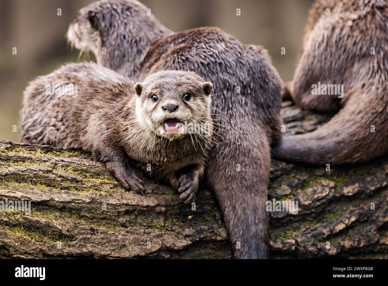Joyful creatures hi-res stock photography and images - Alamy