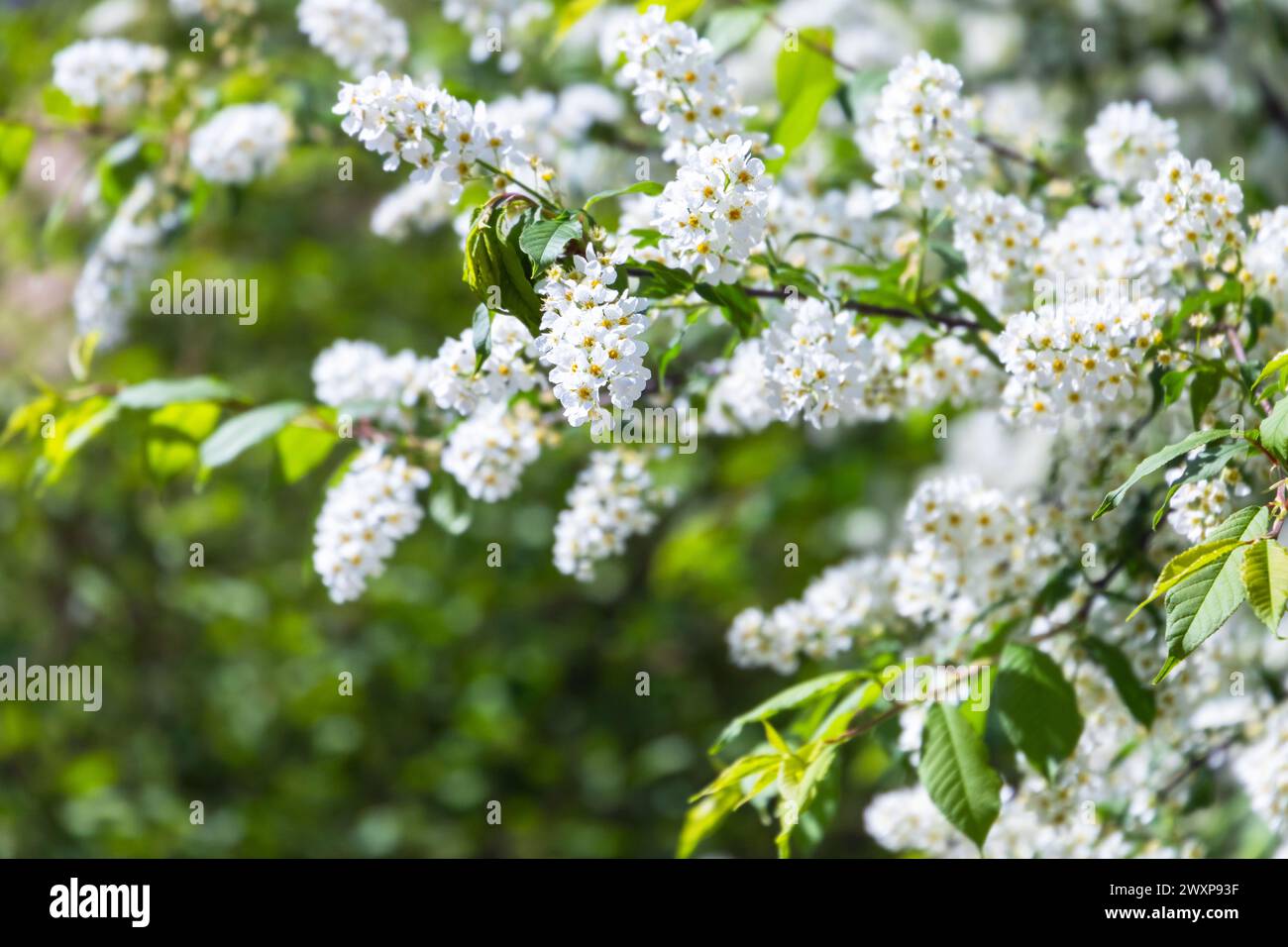 Blooming hackberry tree hi-res stock photography and images - Alamy