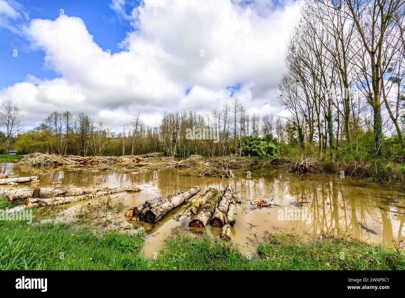 Waterlogged site after felling Poplar (Peuplier) trees now surrounded ...