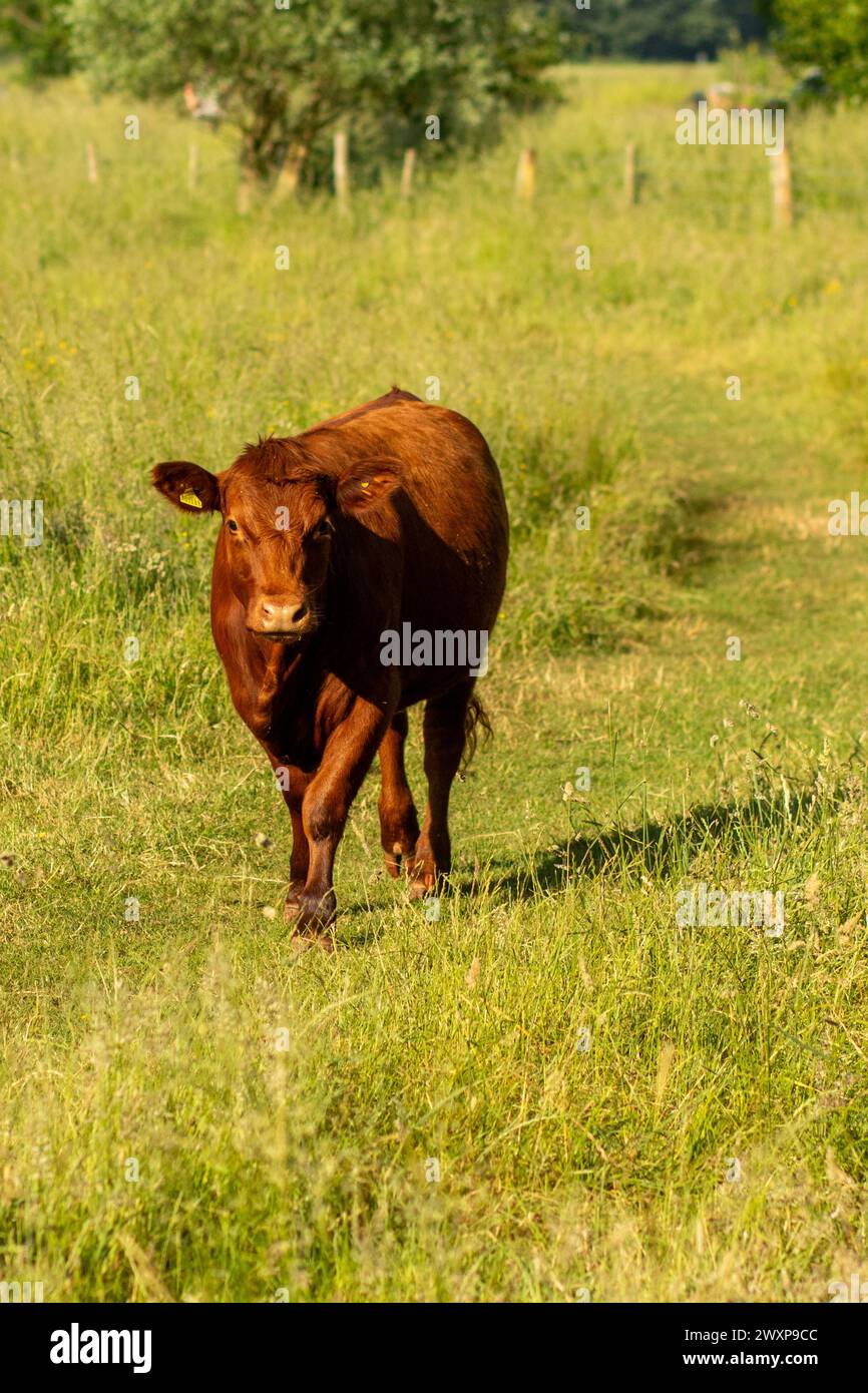 One ginger hi-res stock photography and images - Alamy