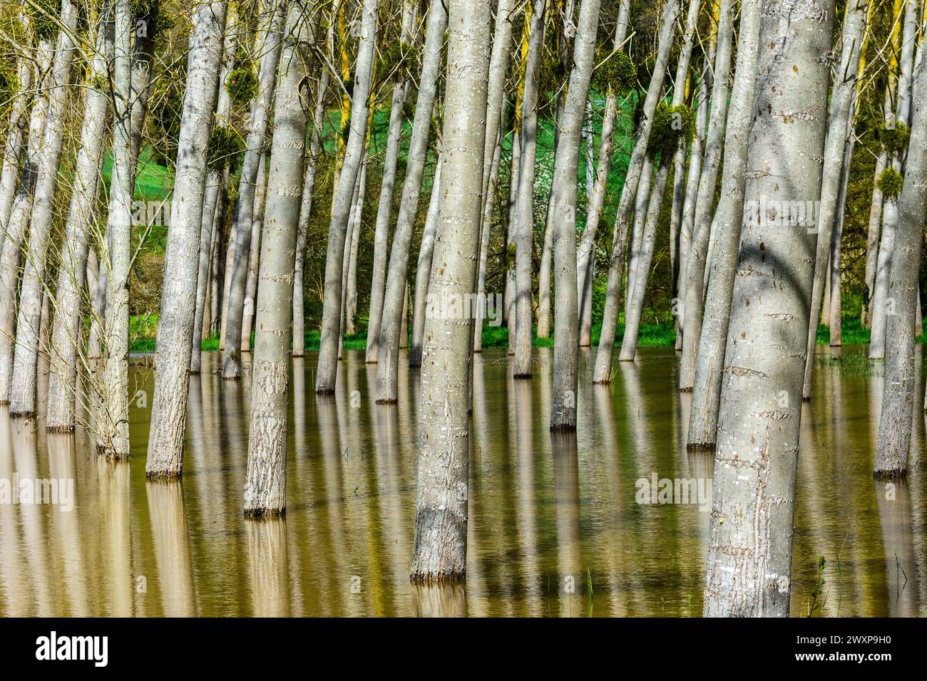 Commercial stand of Poplar (Peuplier) trees surrounded by flood waters ...