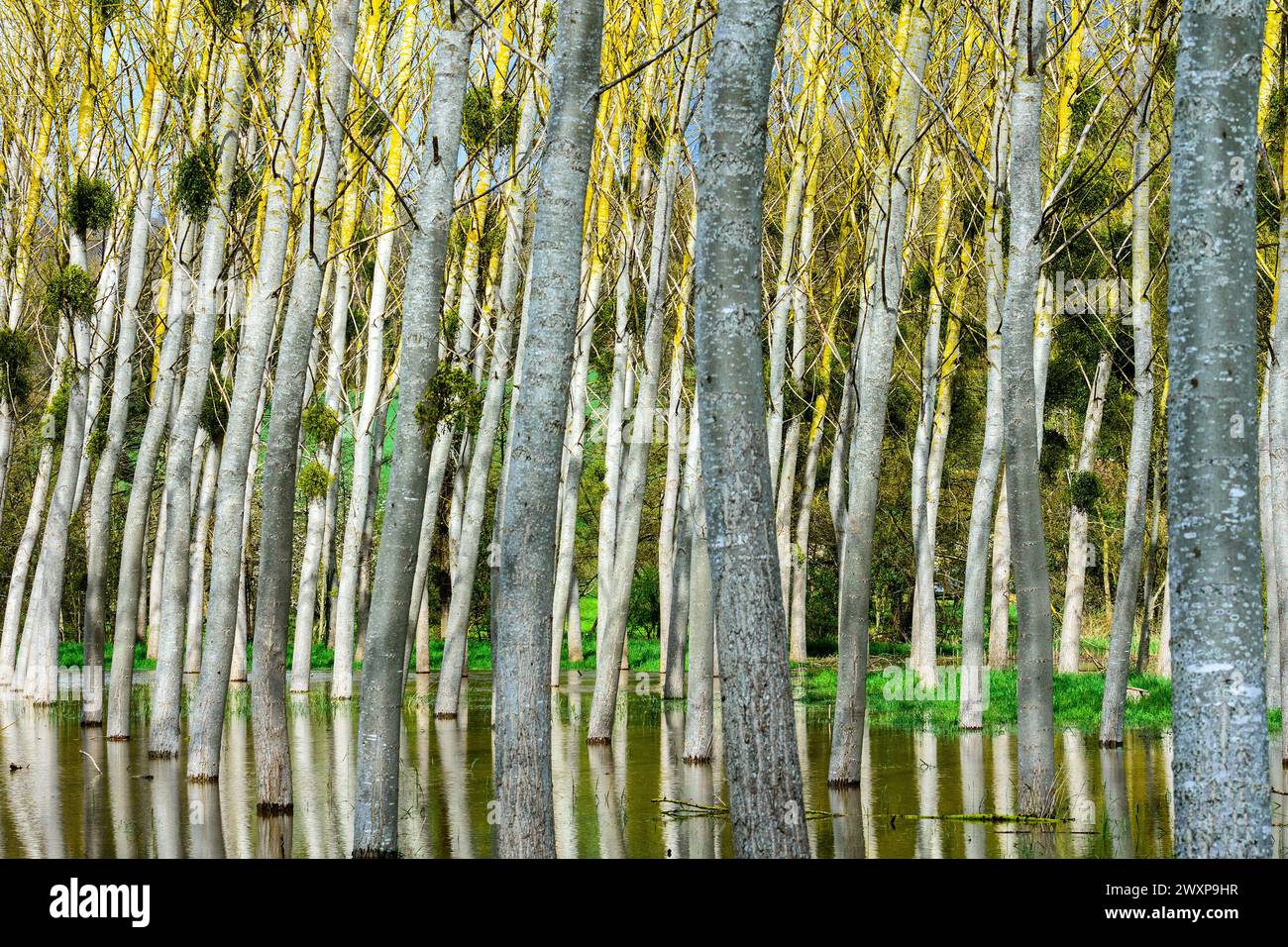 Commercial stand of Poplar (Peuplier) trees surrounded by flood waters ...