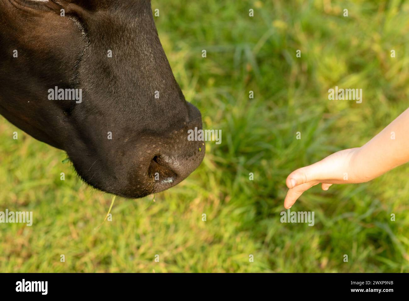 Cow and a human hand Stock Photo - Alamy