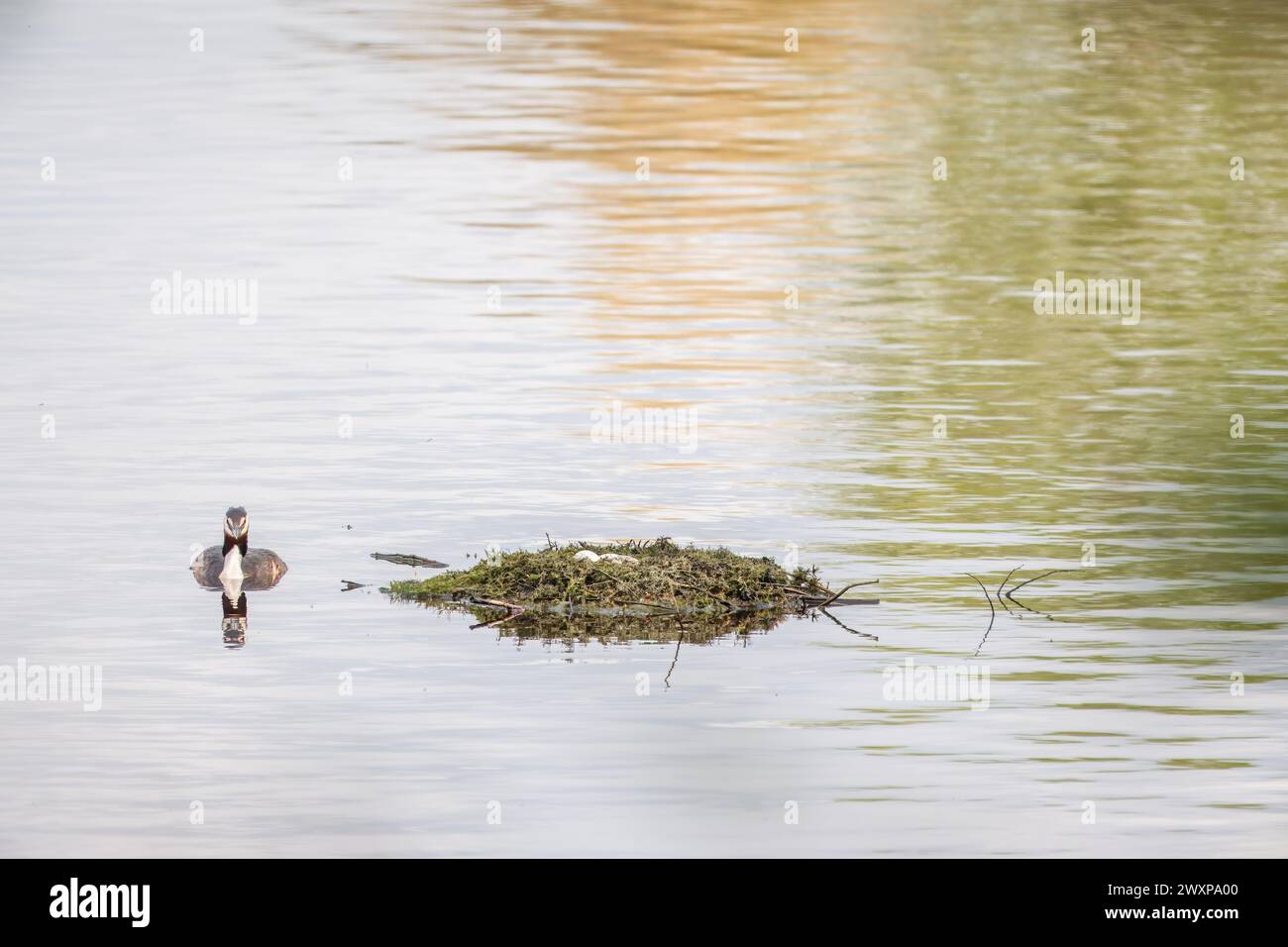 The waterfowl bird Great Crested Grebe swimming in the lake near its ...