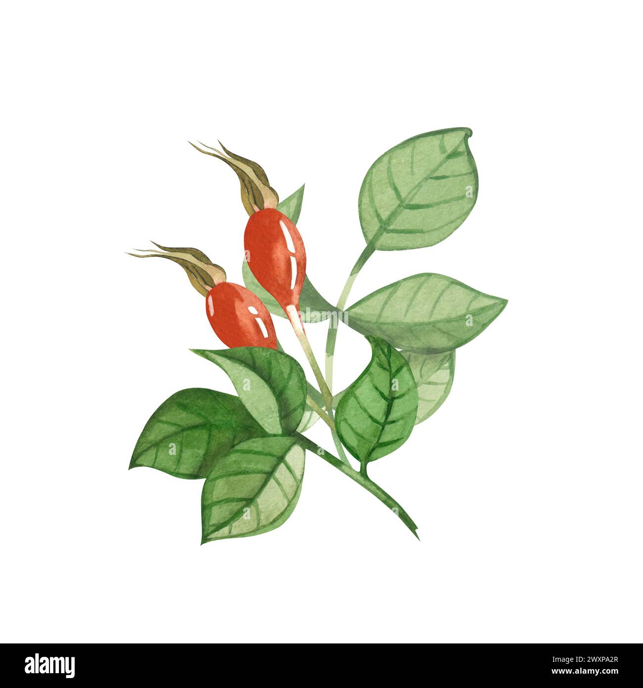 A sprig of red rose hips and rose hip leaves drawn in watercolor on a ...