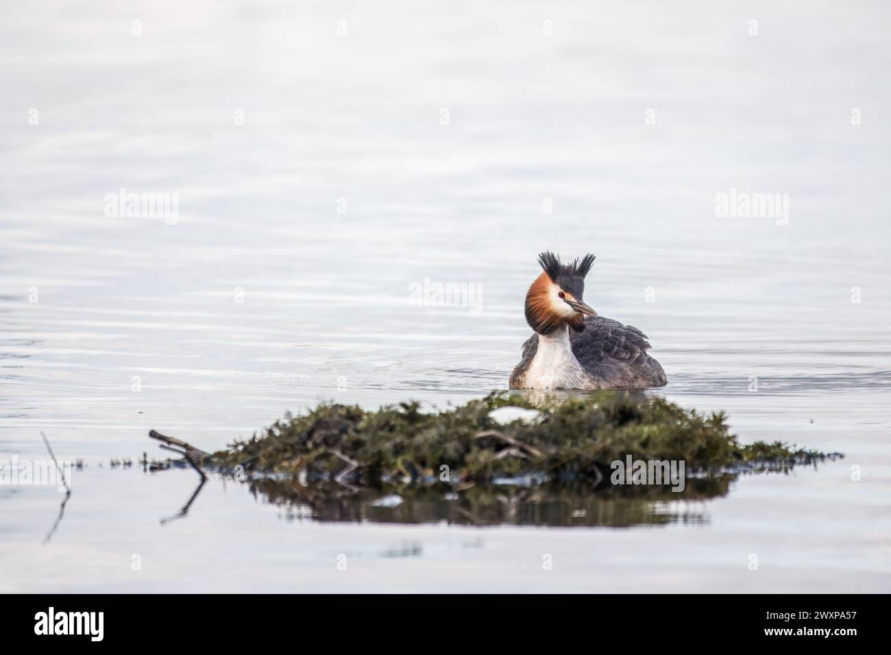 The waterfowl bird Great Crested Grebe swimming in the lake near its ...
