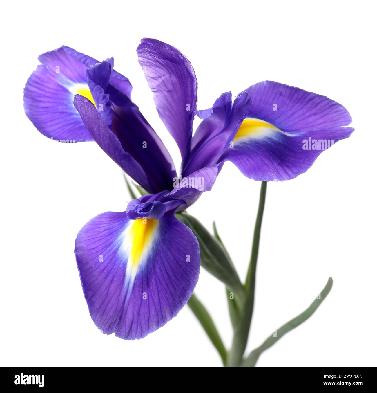 Beautiful tender iris flower hi-res stock photography and images - Alamy