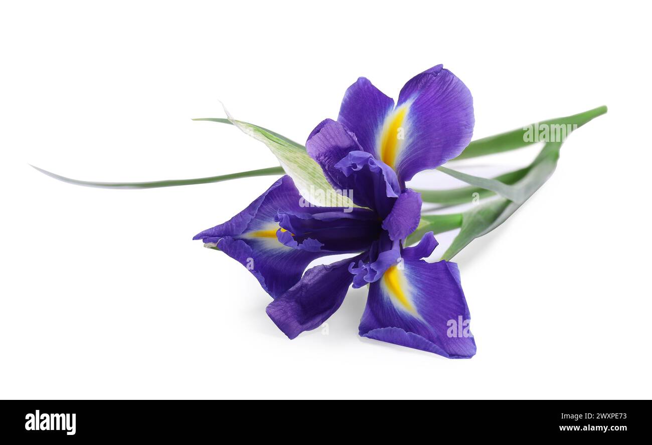 Beautiful tender iris flower hi-res stock photography and images - Alamy