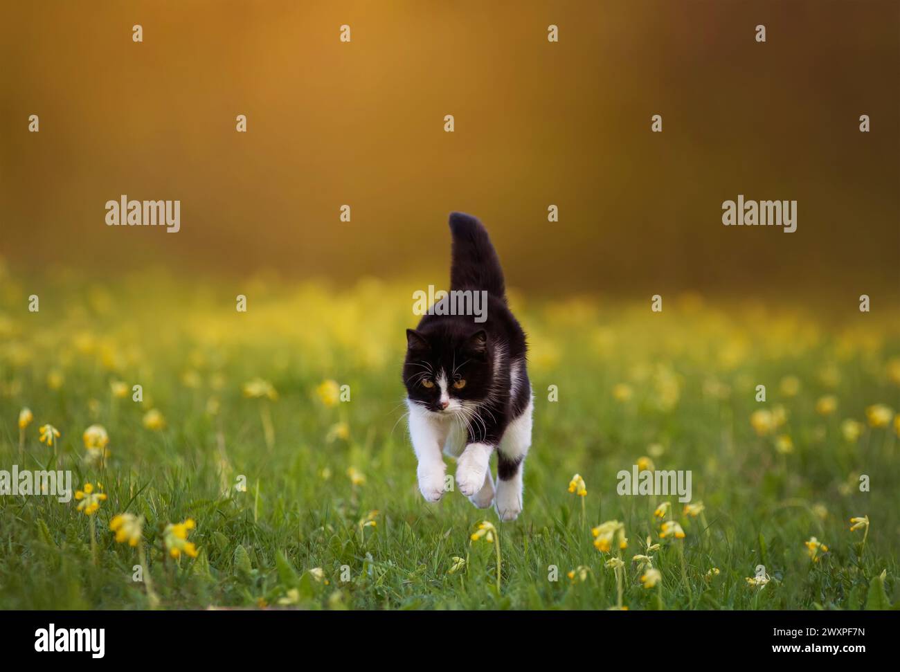 Clever cat hi-res stock photography and images - Alamy