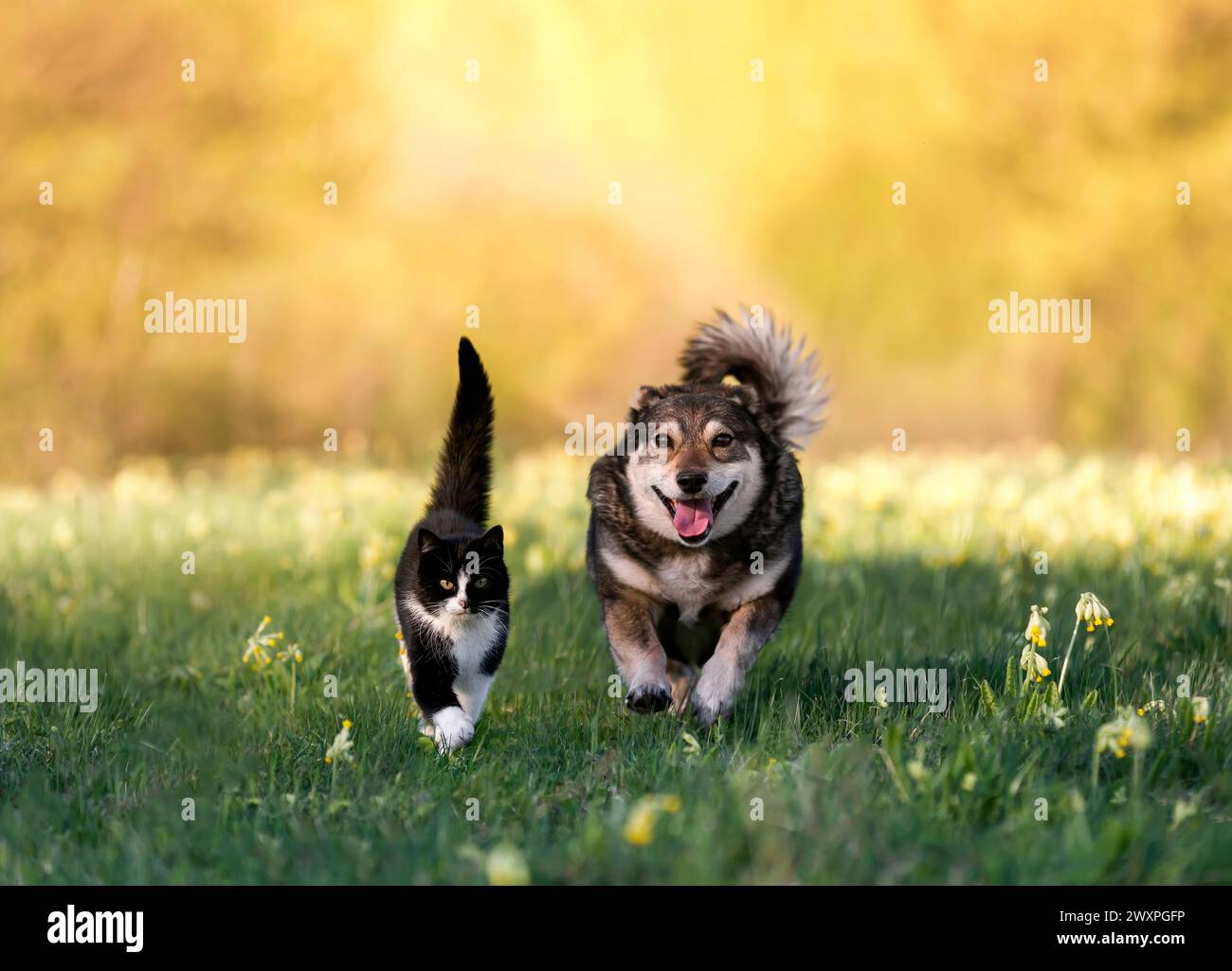 cute furry friends dog and cat running together through a green meadow ...