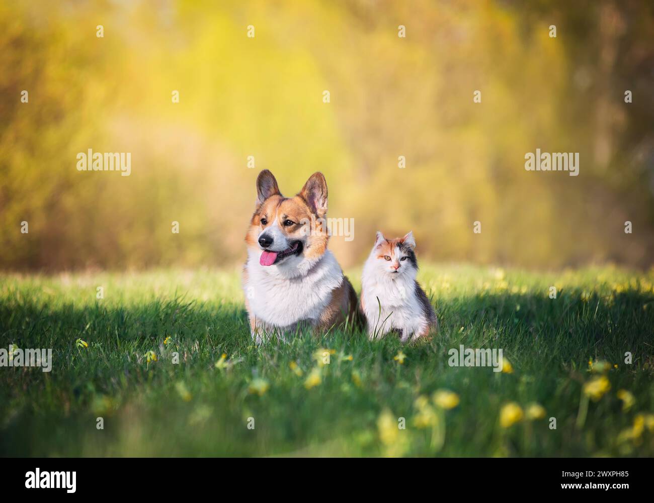 Cute family dog sit around hi-res stock photography and images - Alamy
