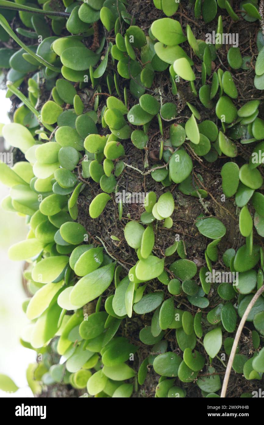 Pyrrosia rupestris (also called the rock felt fern) on the tree Stock ...